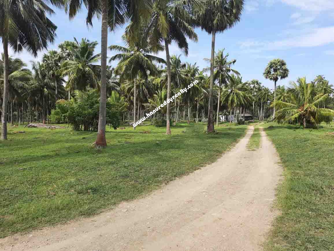 COCONUT FARM OF 39 ACRES IN POLLACHI, COIMBATORE|Coimbatore | Hanu ...